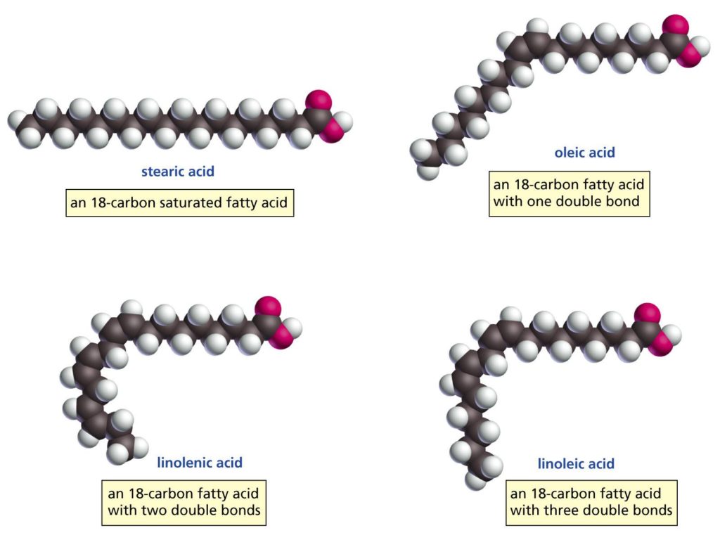 The What's, Why's and Where's of Fat - Fire In A Bottle