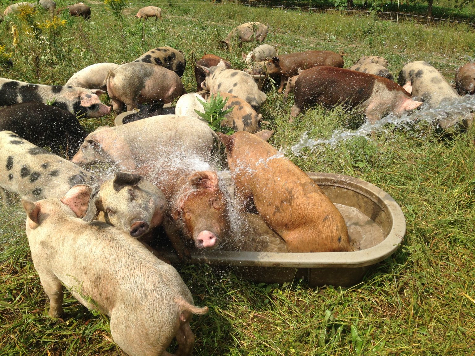 Obesity prone pigs go from Normal to Pathological Insulin Sensitivity ...
