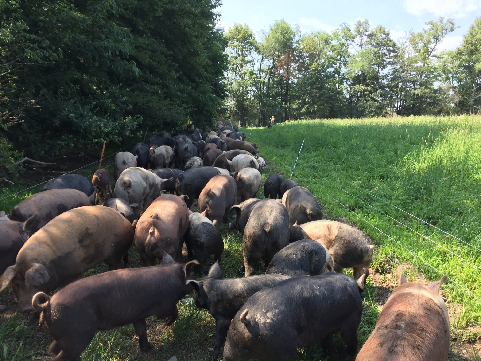 Obesity prone pigs go from Normal to Pathological Insulin Sensitivity ...