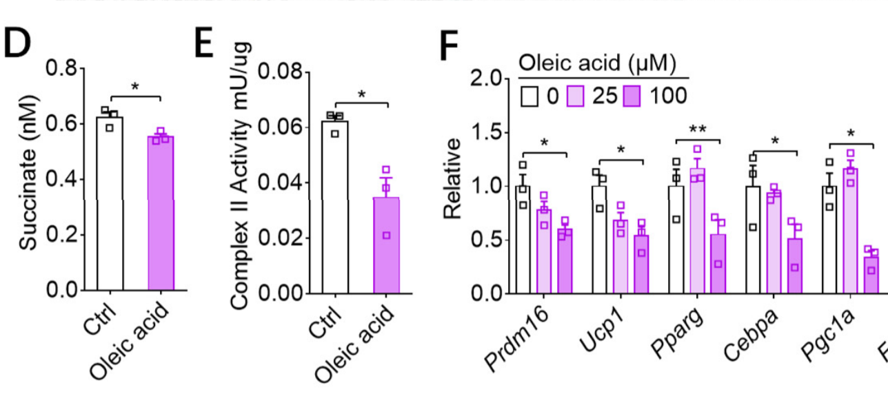 Obesity as a Global Succinate Dehydrogenase Activity Deficit - The ROS ...