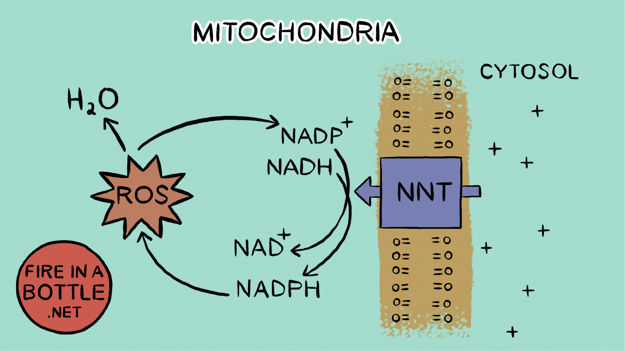ROS as a NAD+ Regenerating, Thermogenic Cycle - The ROS Theory of ...