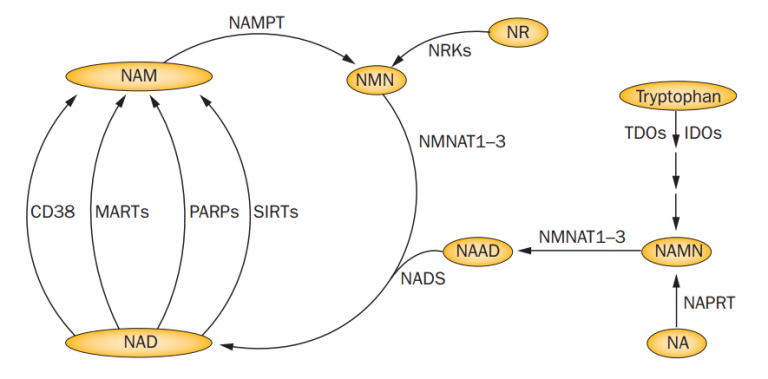 CD38 links obesity, bacterial-induced inflammation, and reductive ...