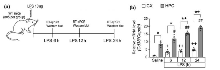 CD38 links obesity, bacterial-induced inflammation, and reductive ...