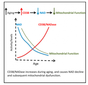 CD38 links obesity, bacterial-induced inflammation, and reductive ...