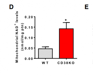 CD38 links obesity, bacterial-induced inflammation, and reductive ...