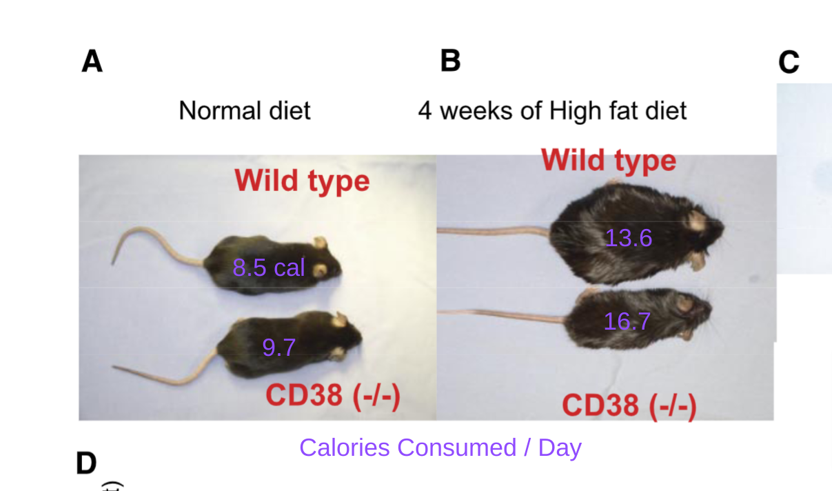 CD38 links obesity, bacterial-induced inflammation, and reductive ...