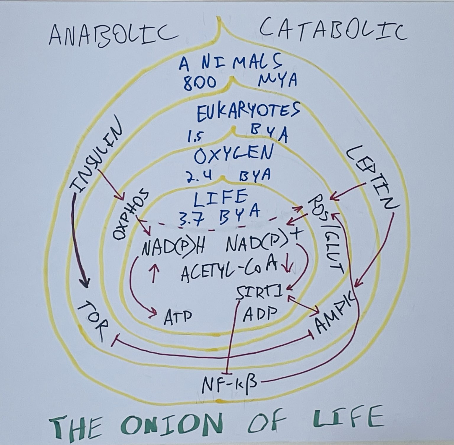 The Onion Of Life. An Evolution Based Framework for Interpreting ...