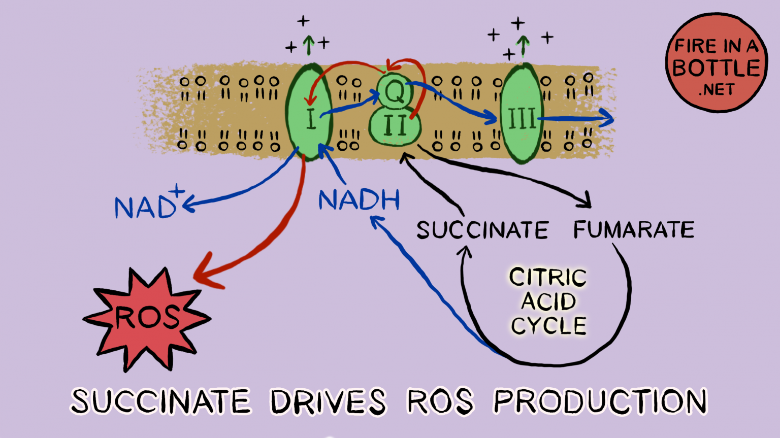 Succinate Increases Athletic Performance By Oxidizing NADH - Fire In A ...