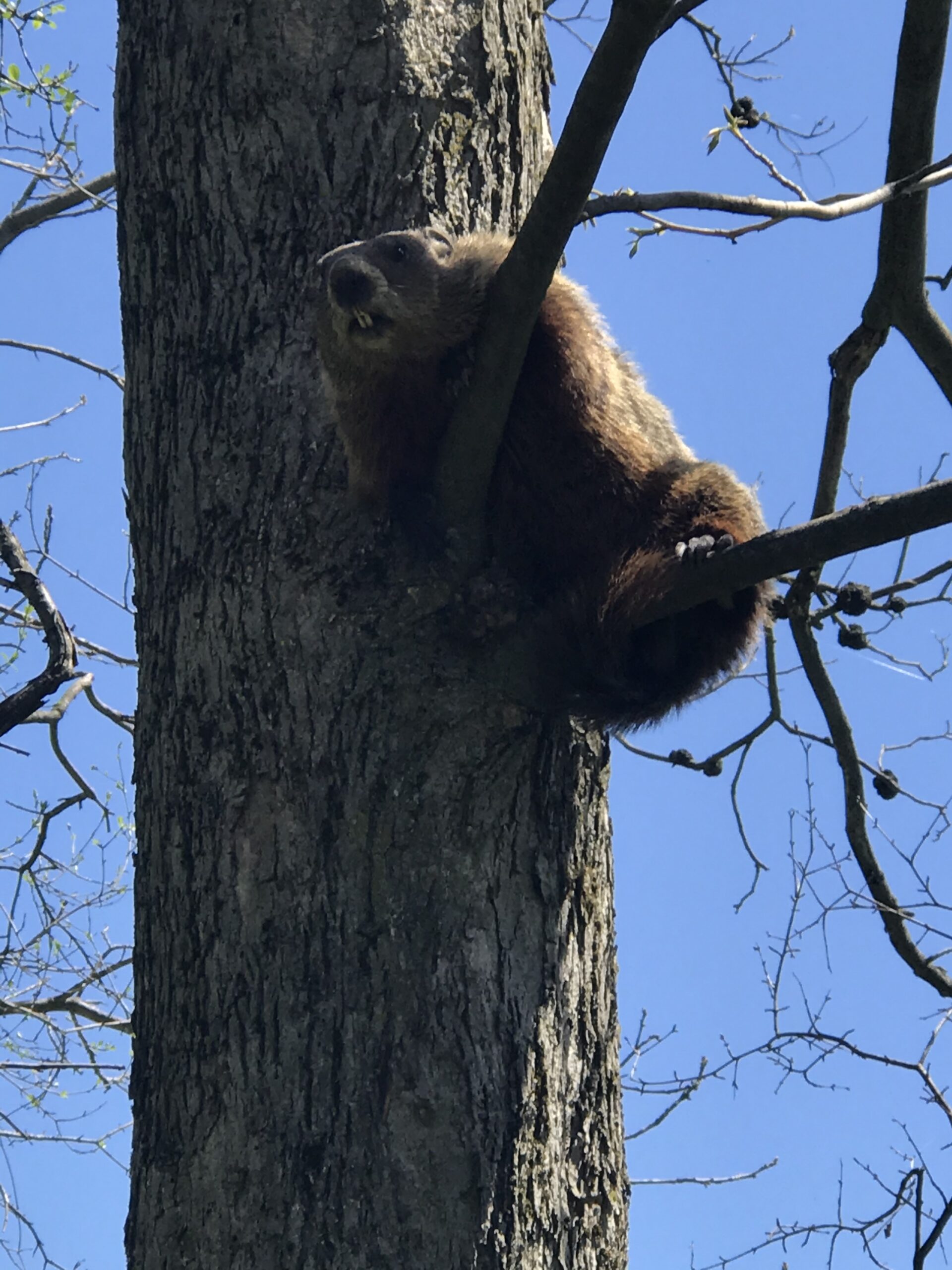 The Whistle Pig and the Hare: Fattening Is A Biological Choice - Fire ...
